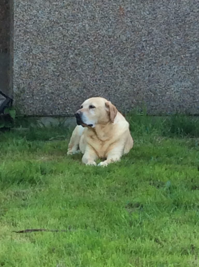Joey the Labrador’s first guest blog post at Writing With Labradors