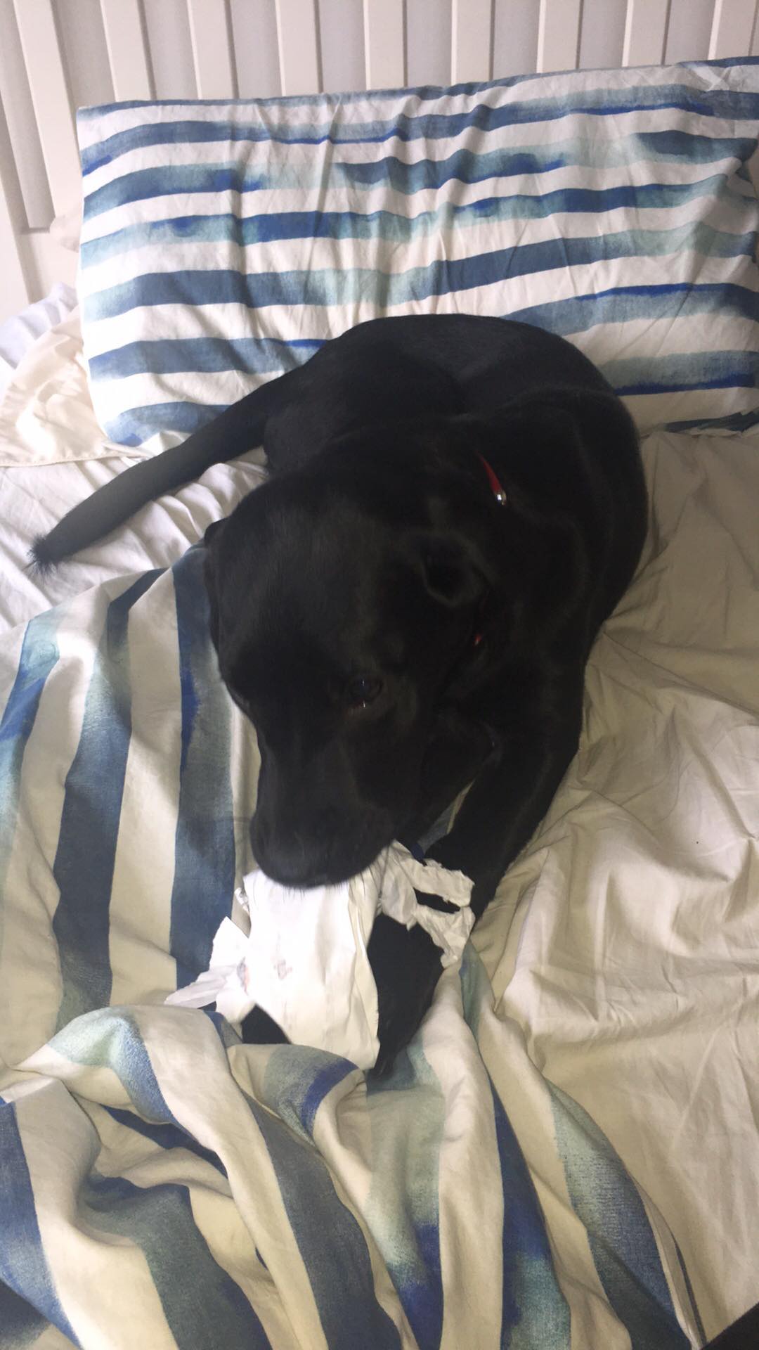 Joey the Labrador’s first guest blog post at Writing With Labradors